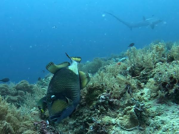 Malapascua Diving | Scuba Diving Malapascua